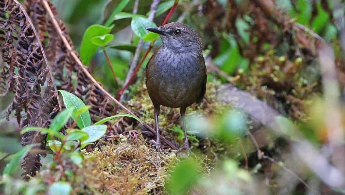 Researchers Discover Ten New Bird Taxa in Indonesia | Biology | Sci ...