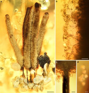 World’s Oldest Slime Mold Found in Amber | Paleontology | Sci-News.com