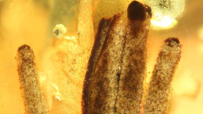 World’s Oldest Slime Mold Found in Amber | Paleontology | Sci-News.com