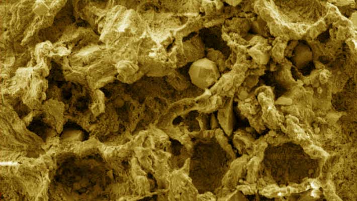 715-Million-Year-Old Fungi Microfossils Found | Paleontology | Sci-News.com
