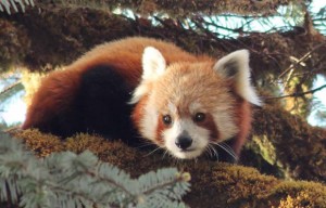 DNA Analysis Reveals There Are Two Distinct Species of Red Pandas ...