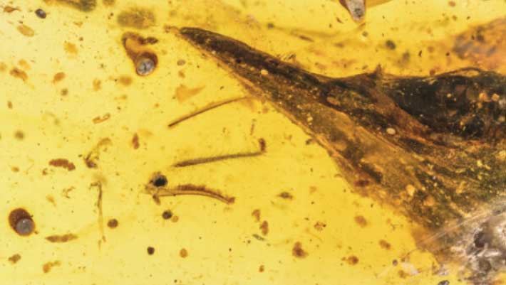 99-Million-Year-Old Amber Preserves Skull of Hummingbird-Sized Dinosaur ...