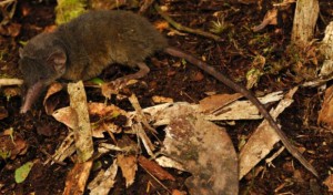 New Species of Musk Shrew Discovered in Indonesia | Sci.News