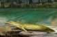 Devonian Four-Limbed Creature Reveals Insights into How Vertebrate Hand ...
