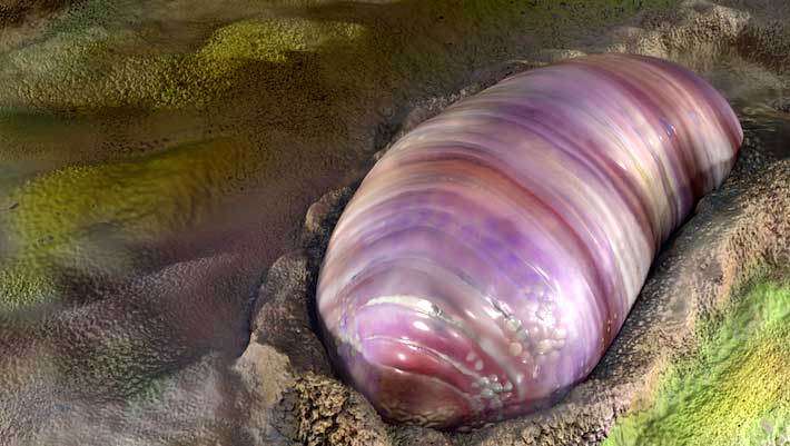 Oldest Bilaterian Fossil Found in Australia | Paleontology | Sci-News.com