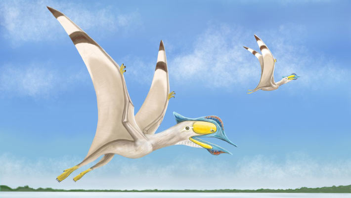 New Species of Pterosaur Discovered in Morocco | Paleontology | Sci ...