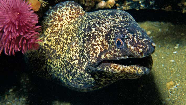 New Species of Moray Eel Discovered | Biology | Sci-News.com