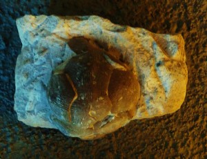 Paleontologists Find Strange Ball-Like Structures in 80-Million-Year ...