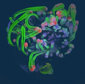 Scientists Create Hair-Bearing Human Skin from Pluripotent Stem Cells ...