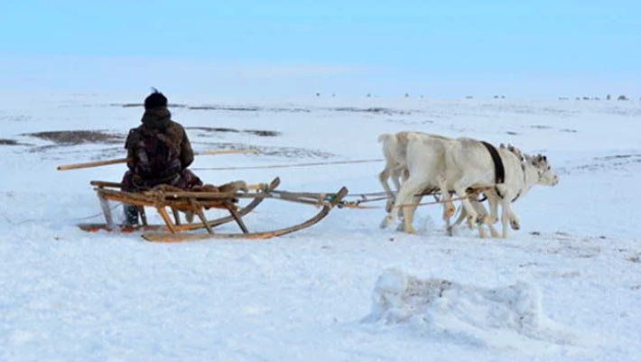Earliest Evidence of Reindeer Domestication Found in Arctic Siberia ...