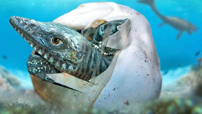 Paleontologists Find Giant Soft-Shelled Egg of Cretaceous-Period Marine ...