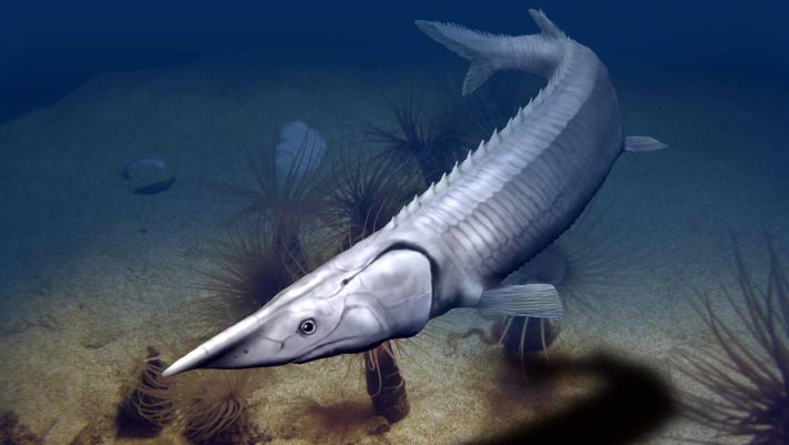 Paleontologists Redescribe Enigmatic Carboniferous-Period Fish ...