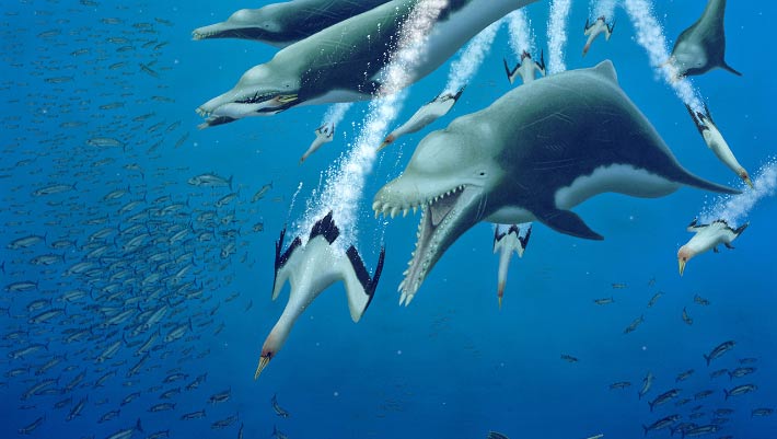 Large Dolphin from Oligocene Epoch was Fast-Swimming Apex Predator ...