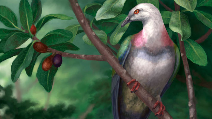 Meet Tongoenas burleyi, Extinct Giant Pigeon from Tonga | Paleontology ...