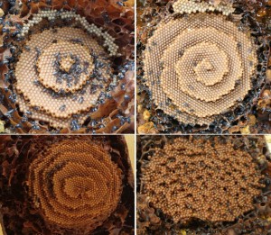 Stingless Tetragonula Bees Build Their Combs Like a Crystal | Biology ...