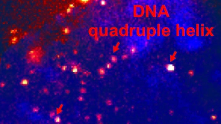 Researchers Observe Formation of Four-Stranded DNA in Living Human ...