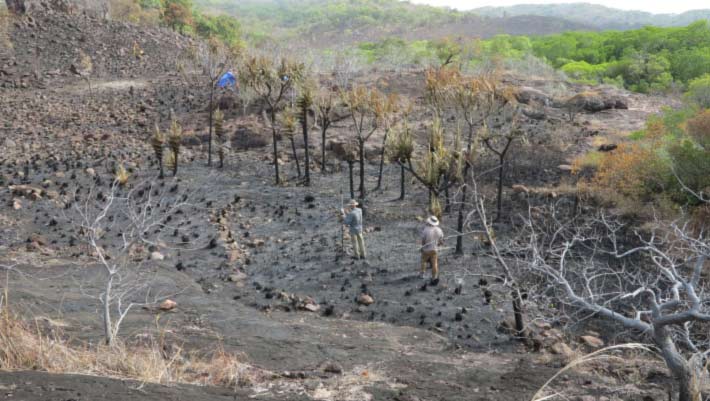 Torres Strait Islanders Cultivated Bananas 2,145 Years Ago ...
