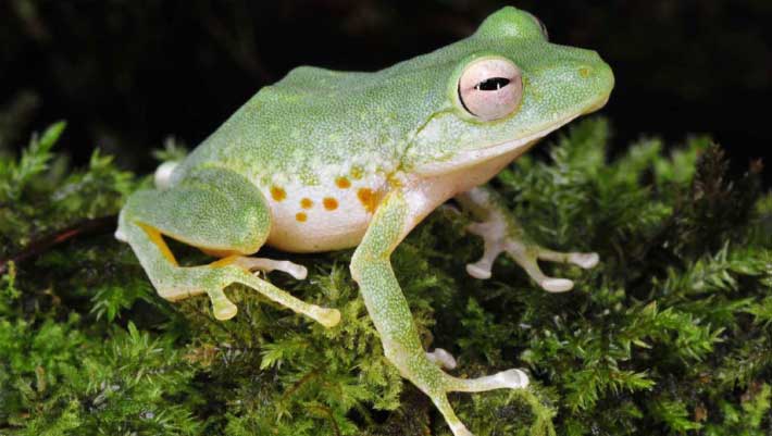New Species of Forest Frog Discovered in Philippines | Biology | Sci ...