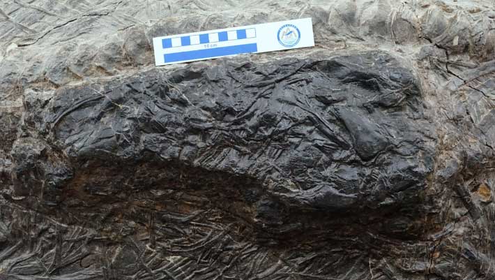 Paleontologists Find Massive Marine Reptile in Stomach of Triassic ...
