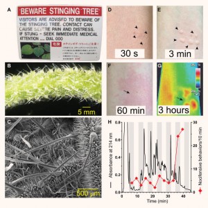 Australian Stinging Trees Make Spider- and Cone Snail-Like Venom | Sci.News