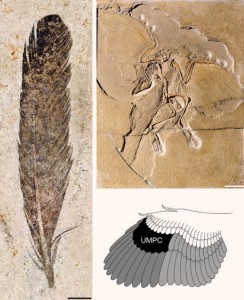 First Fossil Feather Ever Found Belonged to Archaeopteryx ...