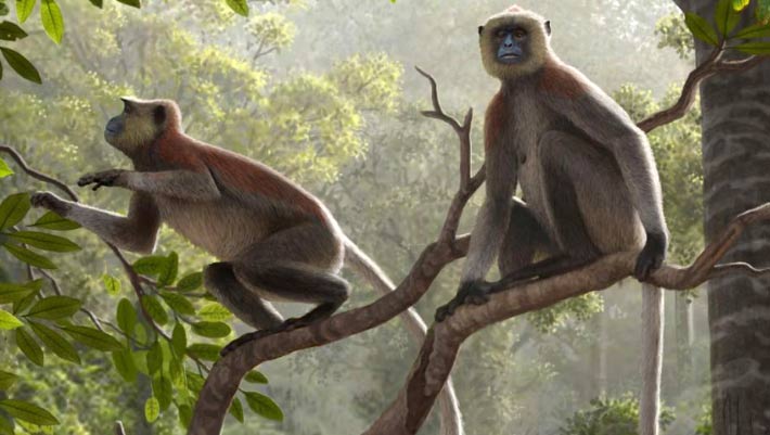 Fossils of 6.4-Million-Year-Old Monkey Found in China | Paleontology ...