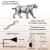 Researchers Sequence Genome of Extinct Scimitar-Toothed Cat | Genetics ...