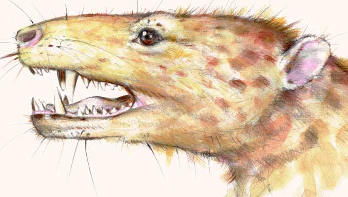 215-Million-Year-Old Fossil from Greenland Sheds Light on Origin of ...