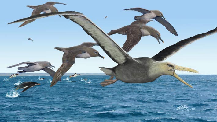 New Fossils of Giant Bony-Toothed Birds Found in Antarctica ...