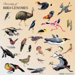 Researchers Sequence Genomes of 363 Bird Species | Genetics | Sci-News.com