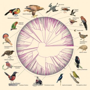 Researchers Sequence Genomes of 363 Bird Species | Genetics | Sci-News.com