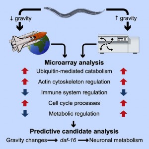 Spaceflight-Induced Microgravity Affects Genes, Study Shows | Sci.News