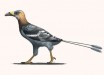 Cretaceous-Period Bird from Madagascar Had Sickle-Shaped Beak ...