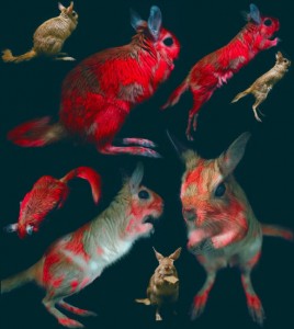 Springhares Glow Orange and Red under Ultraviolet Light | Biology | Sci ...