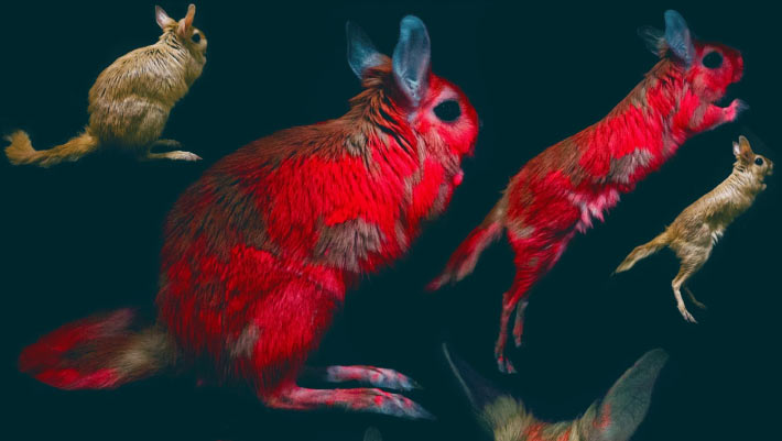 Springhares Glow Orange and Red under Ultraviolet Light | Biology | Sci ...