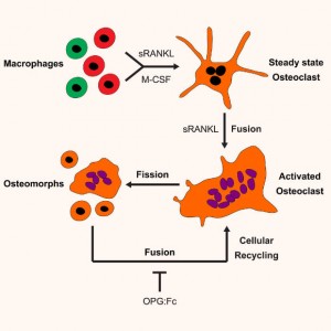 New Type of Bone Cell Discovered: Osteomorphs | Sci.News