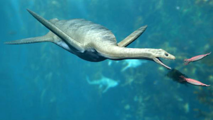 New Elasmosaurid Plesiosaur Unearthed in Chile | Paleontology | Sci ...