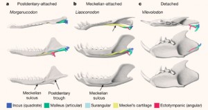 Jurassic Gliding Mammal Relative Sheds New Light on Evolution of ...