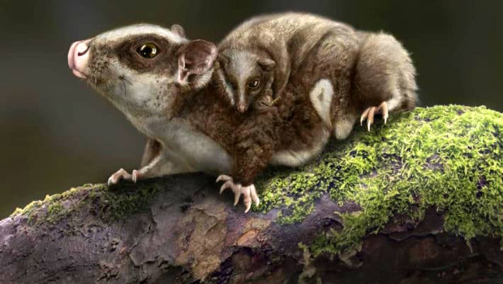 Jurassic Gliding Mammal Relative Sheds New Light on Evolution of ...
