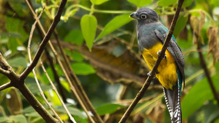 New Species of Bird Discovered in Brazil | Biology | Sci-News.com