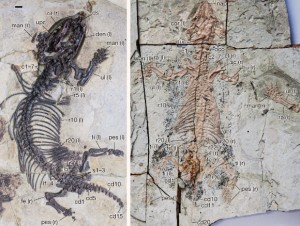 Two New Species of Cretaceous Mammal Relatives Unearthed in China ...