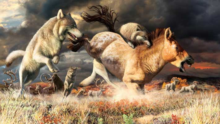 Yukon Wolves Survived Ice-Age Extinction Thanks to Changes in Their ...