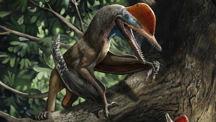Small Jurassic Pterosaur Had an Opposed Thumb | Paleontology | Sci-News.com