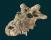 Ancient DNA Sheds Light on Evolutionary History of Extinct ‘Horned ...