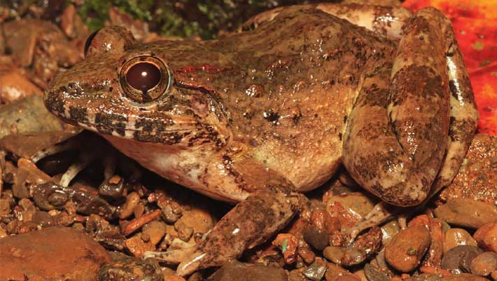 New Fanged Frog Species Discovered in Philippines | Biology | Sci-News.com