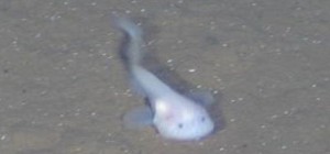 Scientists Sequence Genome of Deep-Sea Snailfish | Sci.News