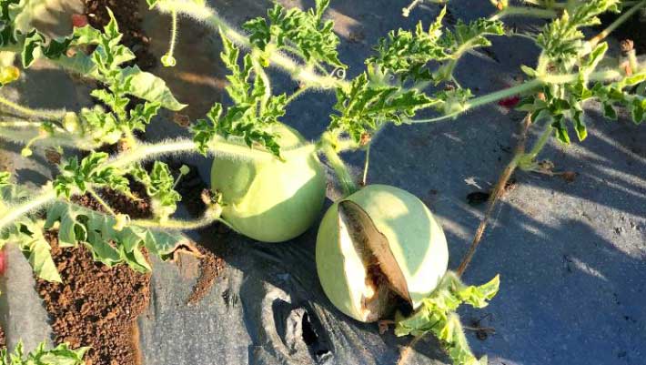 Watermelon Was Domesticated in Sudan from Kordofan Melon, New Genetic ...