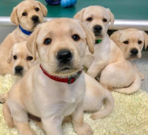 Dogs’ Skills for Cooperating with Humans are Biologically Prepared ...