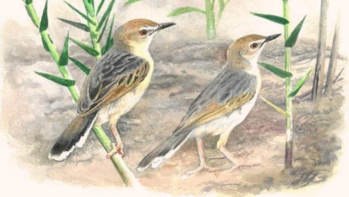 Two New Bird Species Identified in Tanzania | Biology | Sci-News.com
