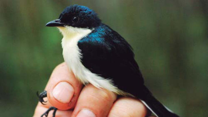 Meet Satin Berrypecker, New Bird Species from New Guinea | Biology ...